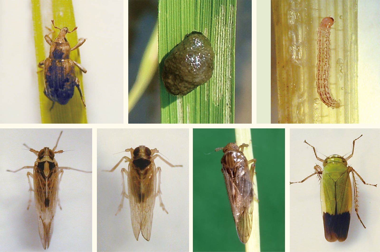 フルピリミンの特長 | 水稲剤（水稲防除の、その先へー）